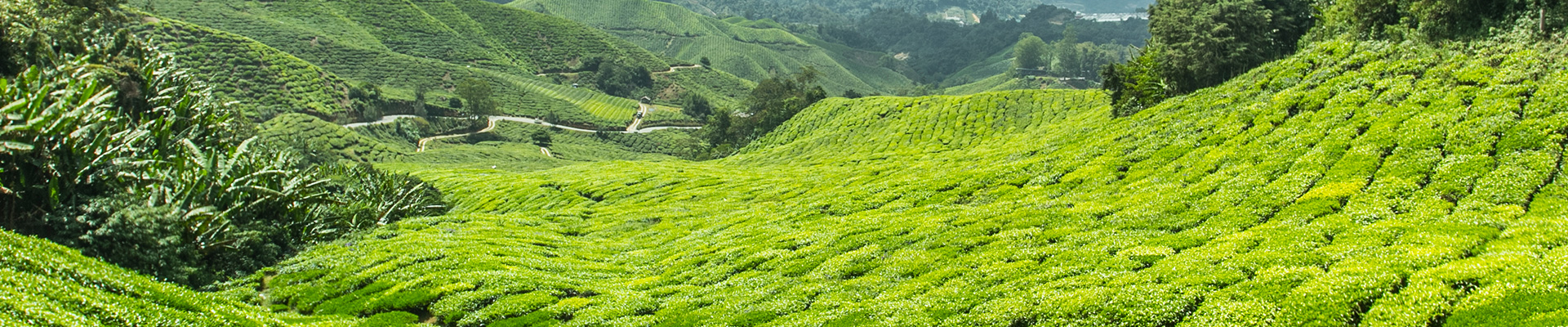 Logistic Solutions for Tea & Commodities Suppliers in Sri Lanka
